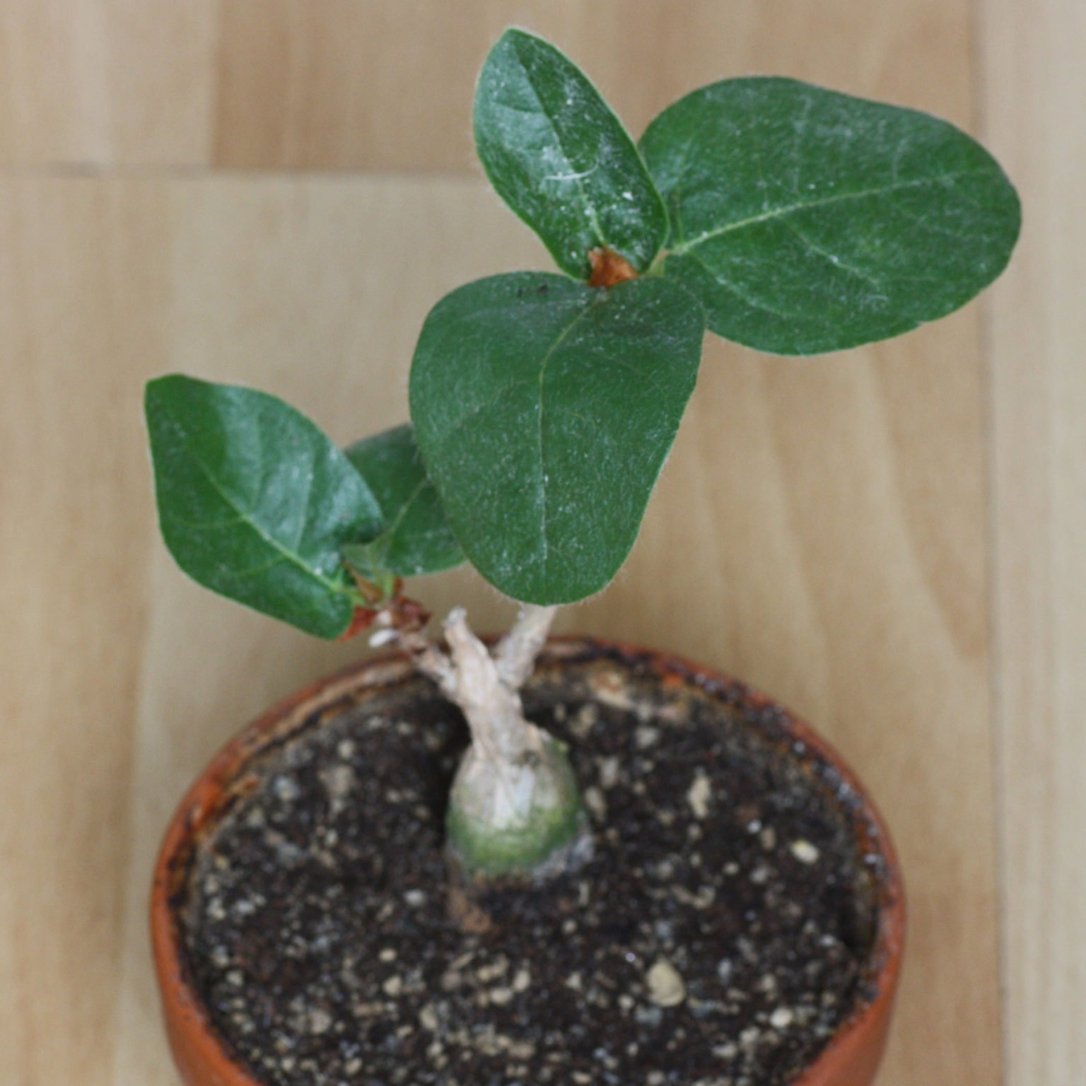 Ficus glumosa (Felsenfeige)