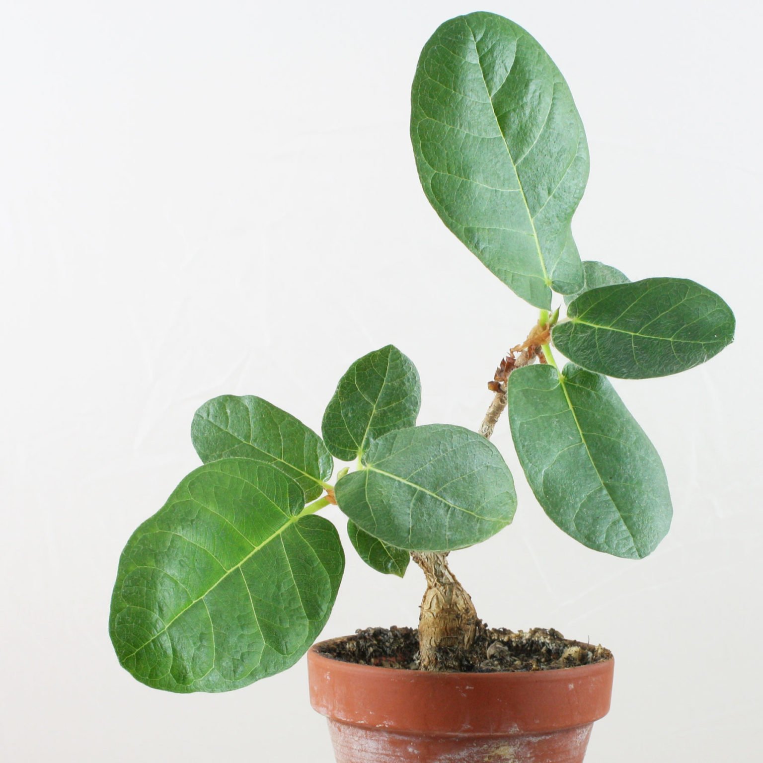 Ficus glumosa (Felsenfeige)